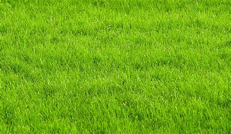 Mowed Grass Background Images Hd Pictures And Wallpaper For Free