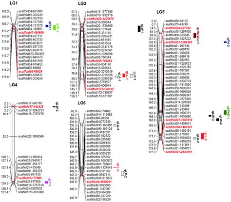 Quantitative Trait Loci Locations On The Linkage Map The Red And