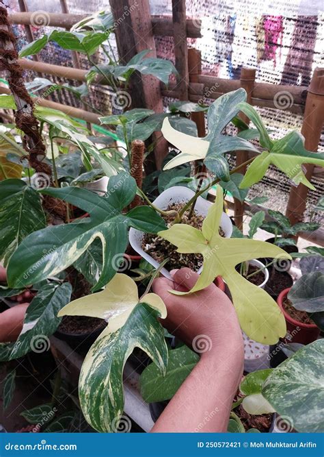 Philodendron Florida Beauty Variegated Beautyfull Leaves Yellow Stock