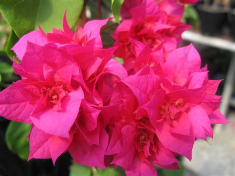 Купить семена Бугенвиллия или Бумажный цветок Bougainvillea Klong Fire ...