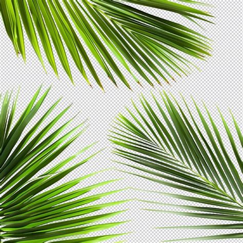 Tropical Palm Tree Leaves Premium Ai Generated Psd