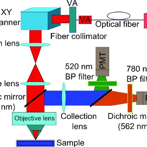 3 Schematic Of The Multiphoton Microscope Mll Mode Locked Fiber Download Scientific Diagram