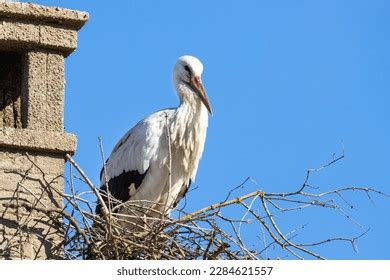 Breeding Mating Storks Stork Colony Grossaffoltern Stock Photo 2284621557 Shutterstock