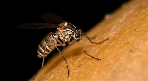 Mengenal 5 Jenis Parasit Plasmodium Yang Penyebab Malaria