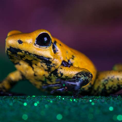 La Rana Dorada Emblema En Peligro De Extinción