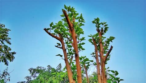 Page 8 Tapioca Tree Images Free Download On Freepik