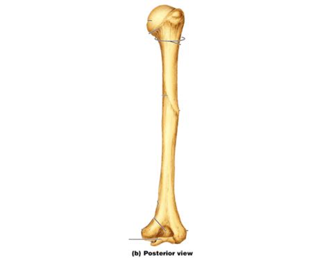 Humerus Posterior View Diagram Quizlet