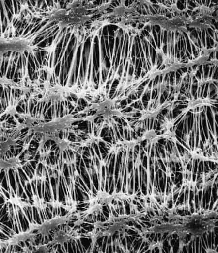 Ptfe Membrane Microscopic