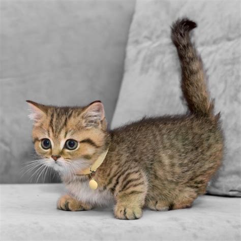 The Fascinating World Of The Munchkin Cat A Unique Breed Explained
