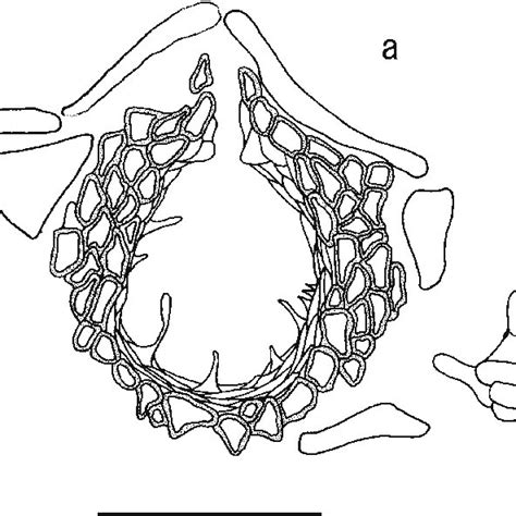 Phyllosticta Aspidistricola A Pycnidium B Conidia C Conidiogenous