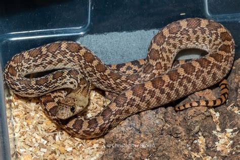 Az Locality Sonoran Gophers No Reserve Gopher Snake By Pelican State Reptiles
