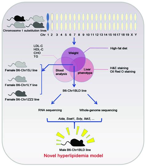 Identification Of Chromosome 1 Substitution Lines As Novel Download Scientific Diagram