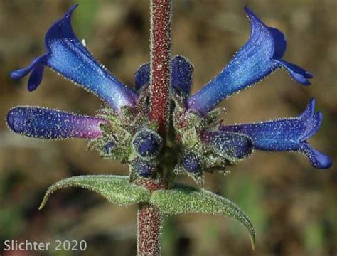 Lowly Penstemon Penstemon Humilis Var Humilis Synonyms Penstemon Cinereus Penstemon