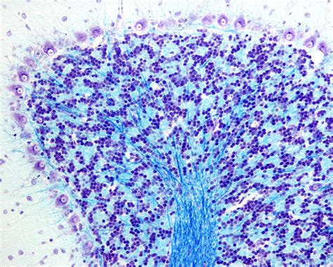 Cerebellar Cortex Light Micrograph Stock Image C059 3814 Science Photo Library