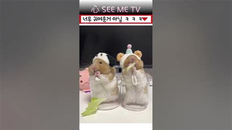 심장 아프게하는 햄스터 Youtube