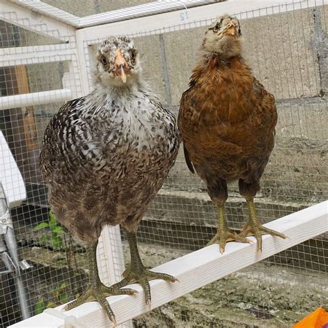 The Awkward Tween Stage Is My Favorite 🥺 R Chickens