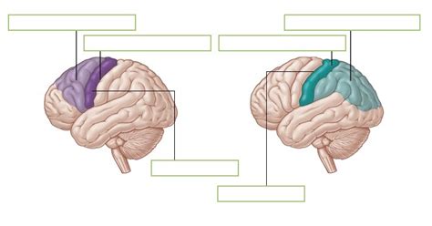 Postcentral And Precentral Gyri Diagram Quizlet