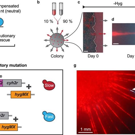 Synthetic Mutation Assay To Study Evolutionary Rescue Dynamics In