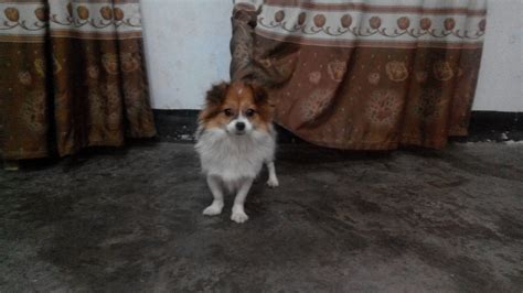 各种串串狗 各种串串狗辨认 伤感说说吧