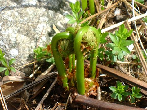 Fiddlehead Ferns Our Tiny Homestead