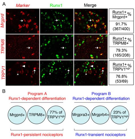 Expression Of Runx Dependent Genes In Runx Persistent Versus Download Scientific Diagram