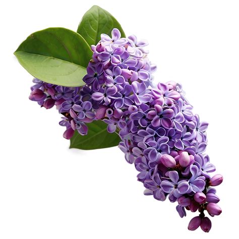 200 Lilac Png Images