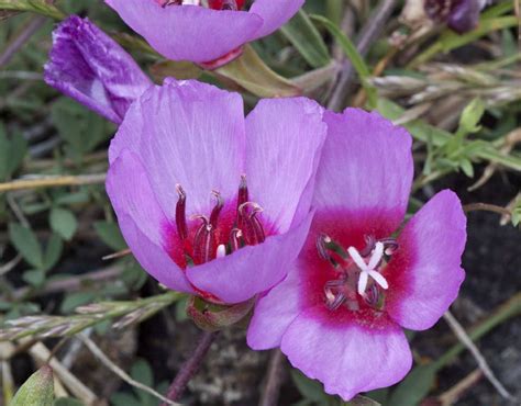 Clarkia Rubicunda Farewell To Spring Reddened Clarkia Ruby Chalice