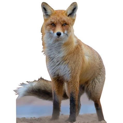 Sc2176 Red Fox Cardboard Cutout Sc2176 Red Fox Cardboard Cutout