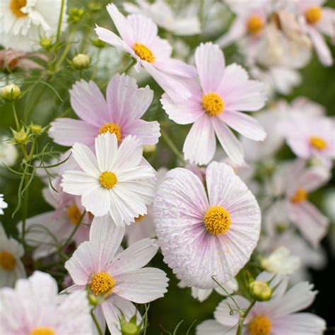 Cosmos Cupcakes Blush Floret Library
