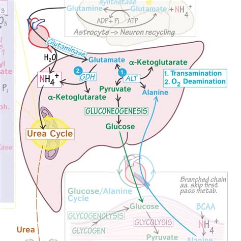 Nitrogen Sources And Transport Forms — Usmle Lesson Oncourse