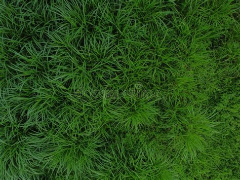 Aerial View Of The Grass Upper View Of The Field With Green Grass