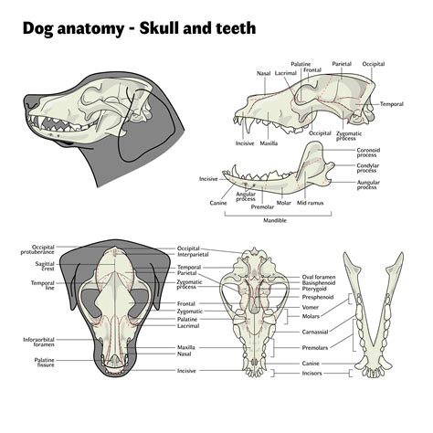 Anatomy Of A Dog Skull Labeled Illustration Behance
