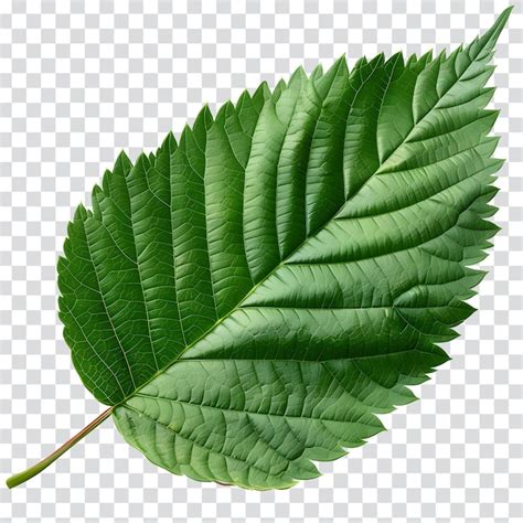 Premium PSD Leaves Png Transparent Png Leaf Plant Png 3d Leaf Leaf
