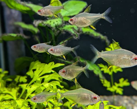 生体 E Scape Online