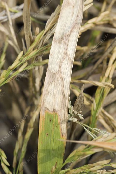Sheath Blight Disease In Rice Stock Image C0207576 Science Photo