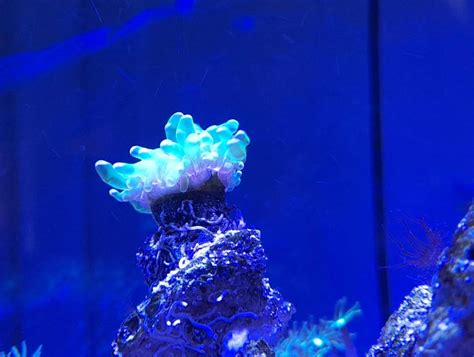 Swollen Euphyllia Torch Reef2reef