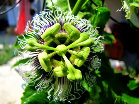 Passiflora Project Noah