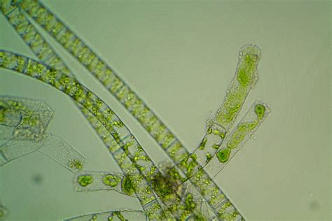 33 Facts About Eukarya