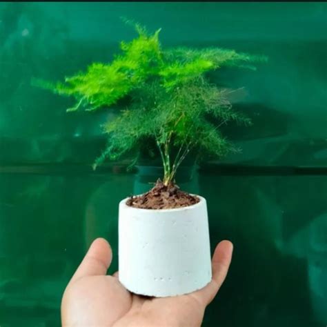 Harga Bambu Hias Mini Terbaru Des 2025 Biggo Indonesia