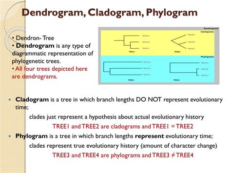 Ppt Phylogenetic Tree Powerpoint Presentation Id2221854