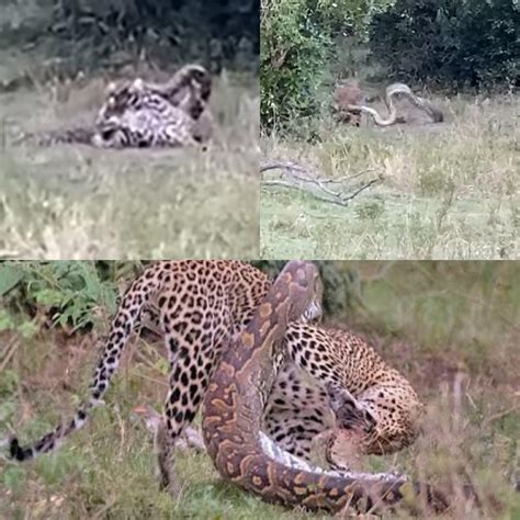 Movie Python Constricts Leopard As It Fights Back 𝗪𝗮𝘁𝗰𝗵 𝘃𝗶𝗱𝗲𝗼