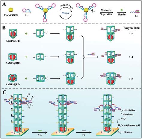 Scheme 1 Schematic Illustration Of A Dnazyme Assisted Cleavage