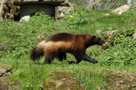 Can Wolverines Climb Trees Naturenibble