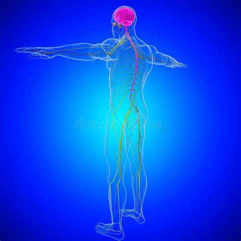Human Brain Anatomy For Medical Concept 3d Rendering Stock Illustration