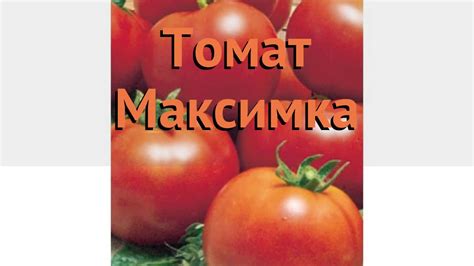 Томат обыкновенный Максимка (maksimka) 🌿 томат Максимка обзор: как ...