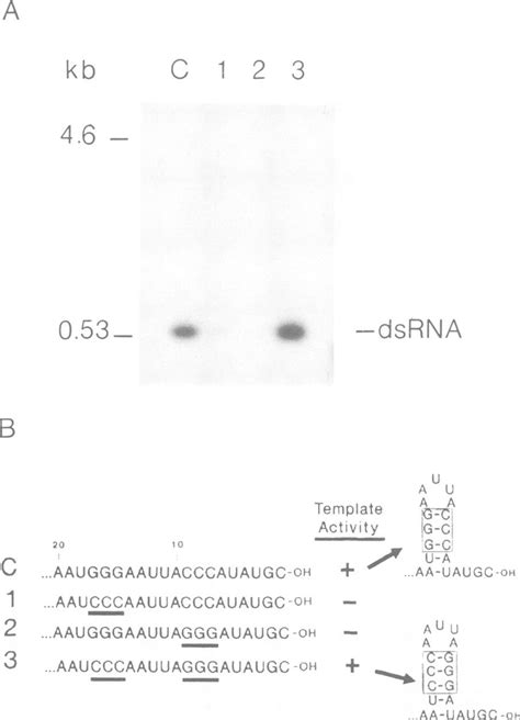 Importance Of The 3 End Stem Loop Structure On Replication The Download Scientific Diagram