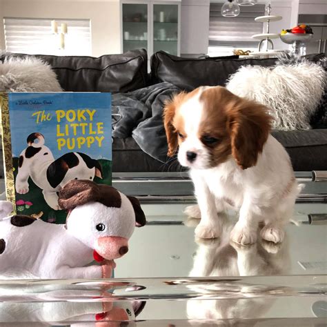 Meet Millie Scrolller