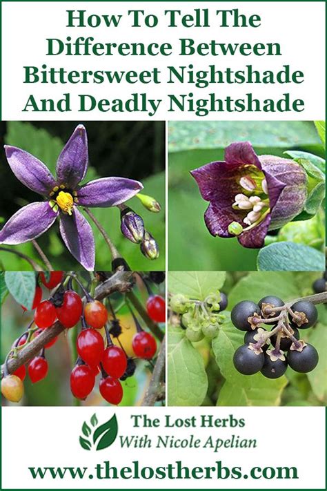 Identifying Bittersweet Nightshade Vs Deadly Nightshade Bittersweet
