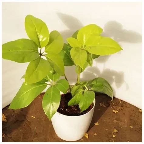 Golden Brassia Plant At ₹ 450piece Dreams Plant In Rasulabad Id 2856347360833