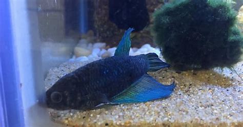 Sick Betta Female Album On Imgur
